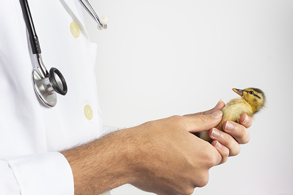 Home - Soft Landings Rescue